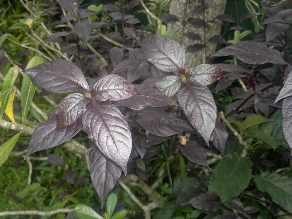 Purple Knight, Ruby Leaf, Parrot Leaf, Calico Plant, Joy Weed | Project ...
