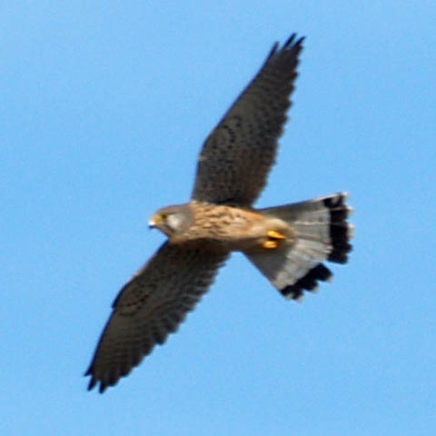 Kestrel | Project Noah