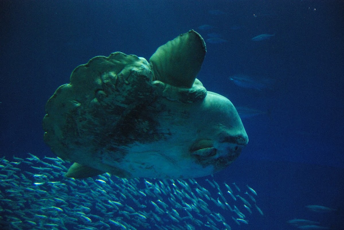 Ocean Sunfish | Project Noah