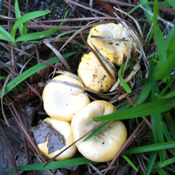 False Yellow Bolete | Project Noah