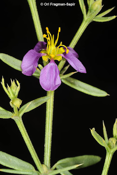 Arabian Fagonia | Project Noah