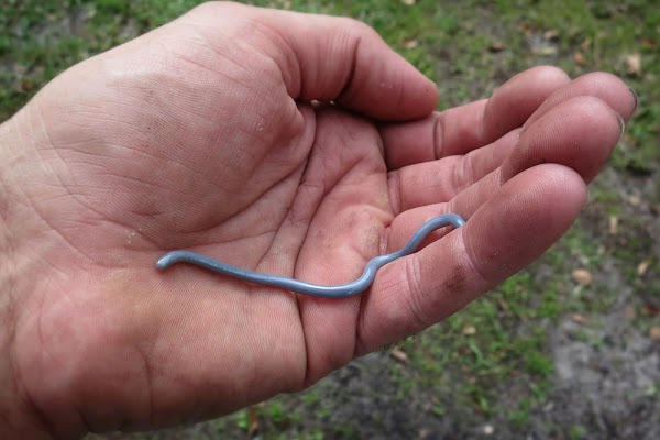 Brahminy Blind Snake | Project Noah