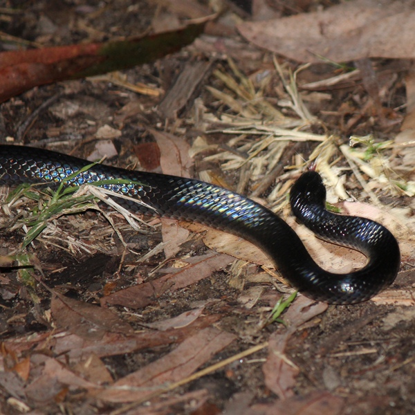 Small-eyed Snake | Project Noah