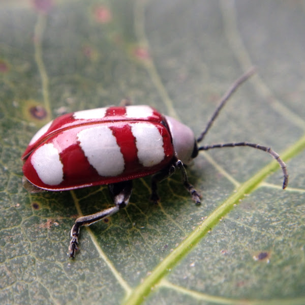 Red and White Crysomelidae beetle | Project Noah