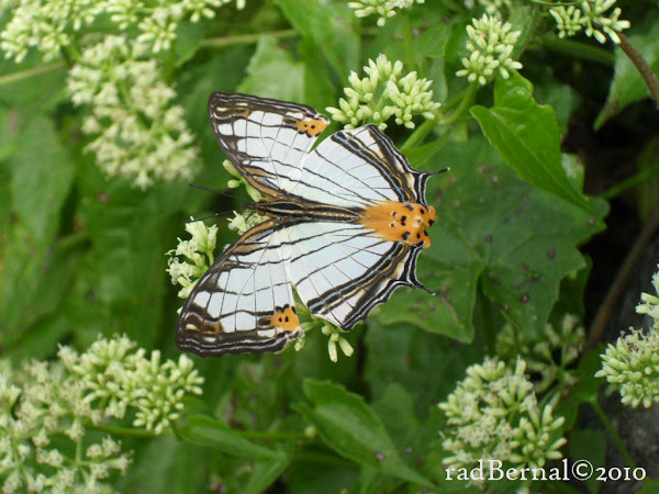 Common Mapwing | Project Noah