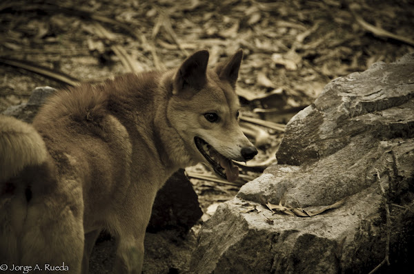 Australian Dingo | Project Noah
