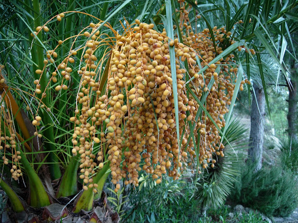 Palmera datilera. Date palm | Project Noah