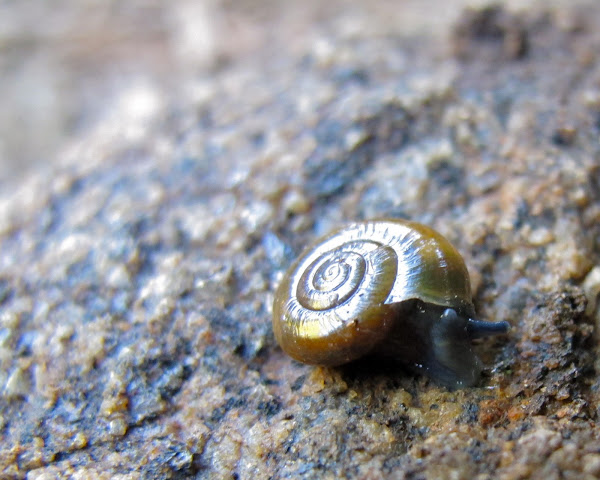 Snail | Project Noah