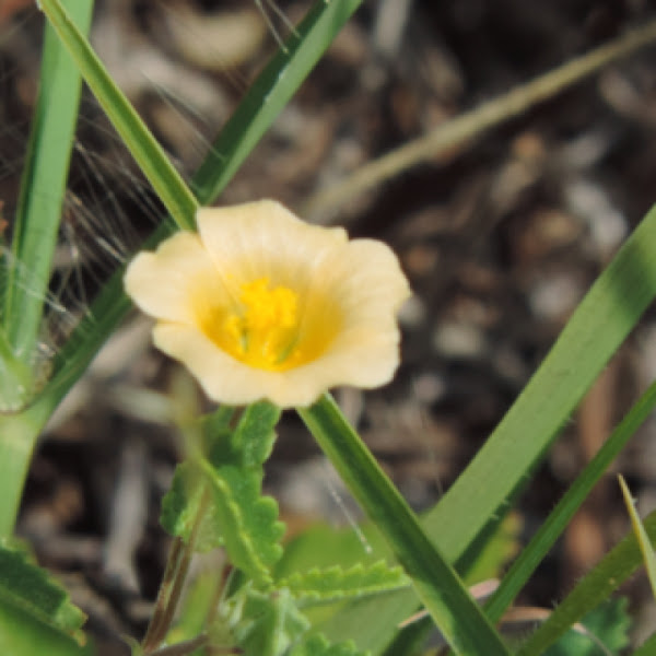 Spreading Fanpetals | Project Noah