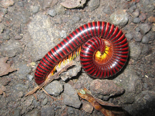Fire Millipede | Project Noah