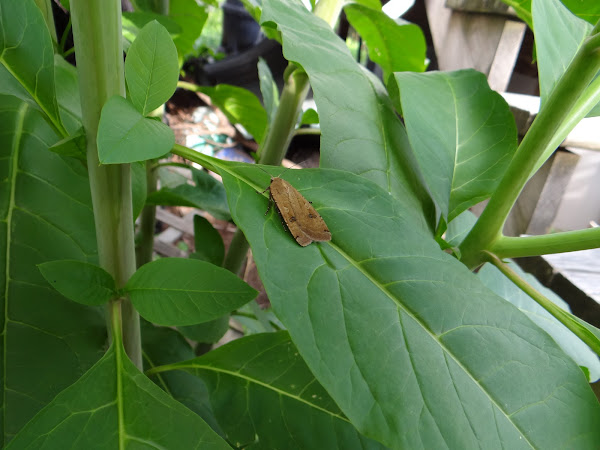 Large Yellow Underwing Moth | Project Noah