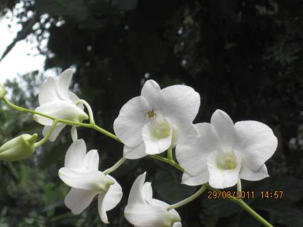 Dendrobium Orchids | Project Noah