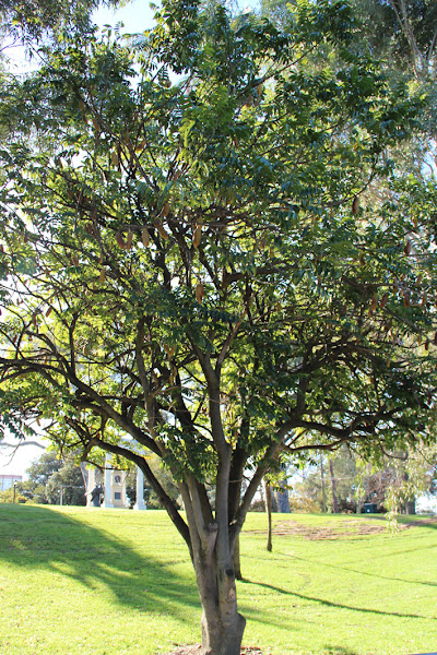 Queesland black bean tree | Project Noah