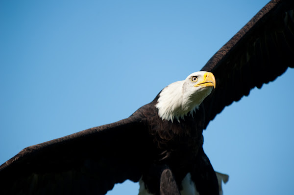 Bald Eagle | Project Noah