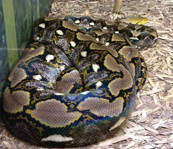 Reticulated Python | Project Noah