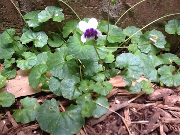 Violet | Project Noah