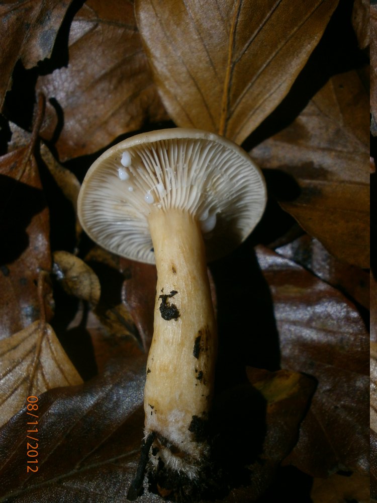 Mild Milkcap? | Project Noah
