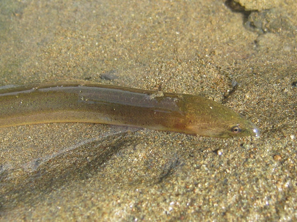 Asian Swamp Eel | Project Noah