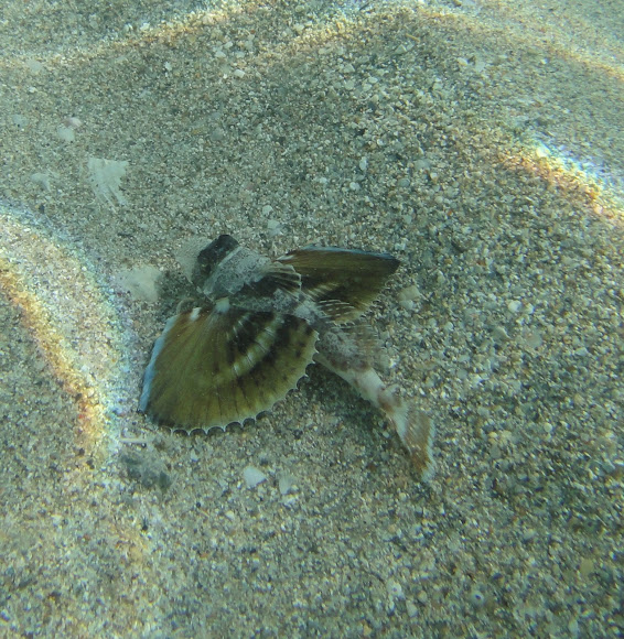 Sea Robin | Project Noah