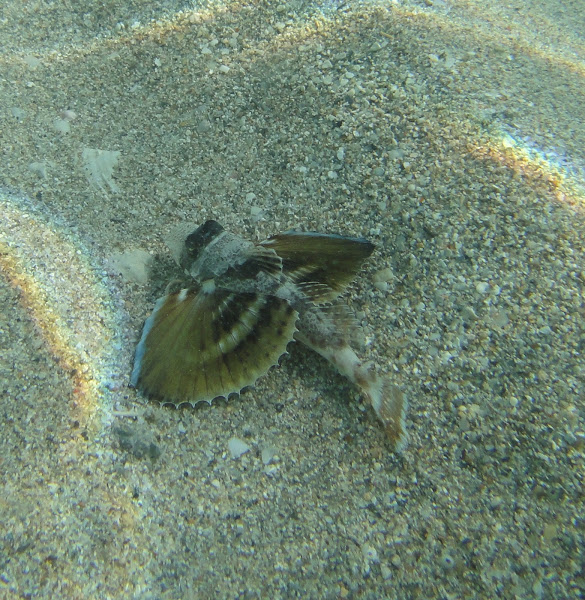 Sea Robin | Project Noah