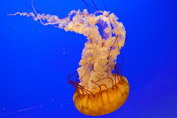 Sea Nettle | Project Noah