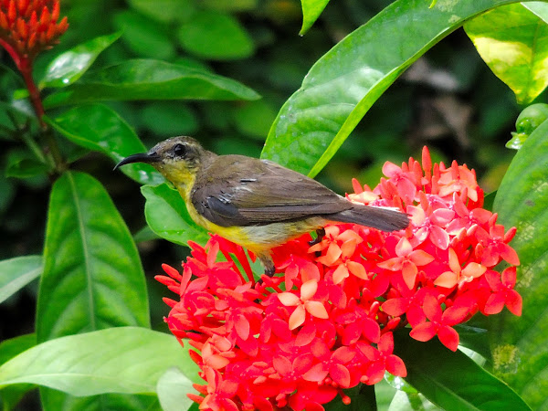 Sunbird | Project Noah