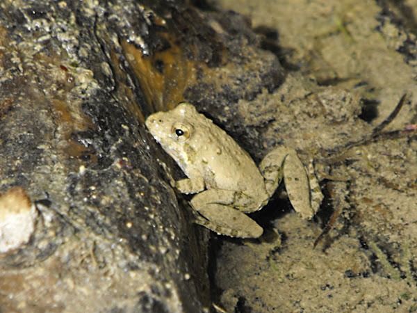 Northern Cricket Frog | Project Noah