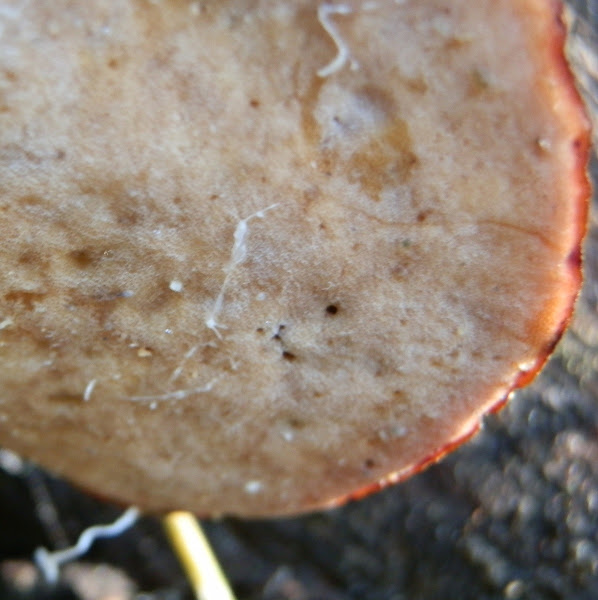 Purple Polypore | Project Noah