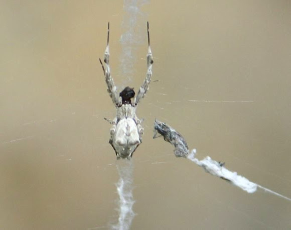Hackled orb weaver | Project Noah