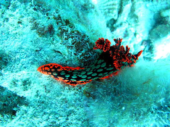 Variable neon slug | Project Noah