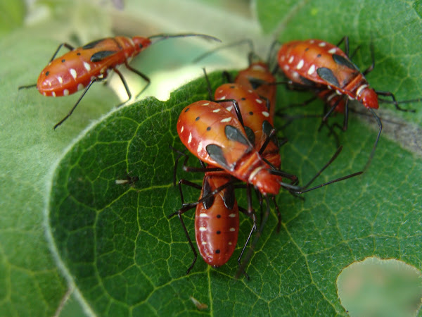 Red Cotton Bug, Red Cotton Stainer Bug | Project Noah