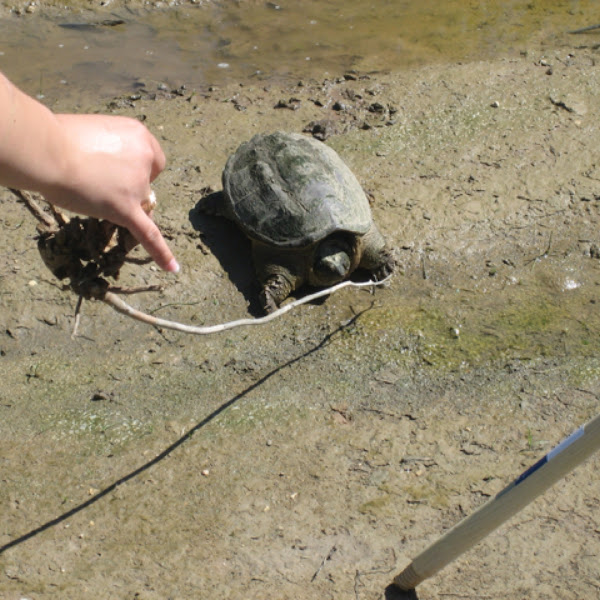 Snapping Turtle | Project Noah