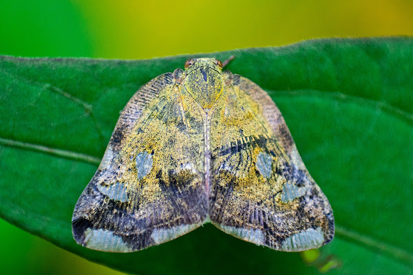 Ricaniid Planthopper | Project Noah