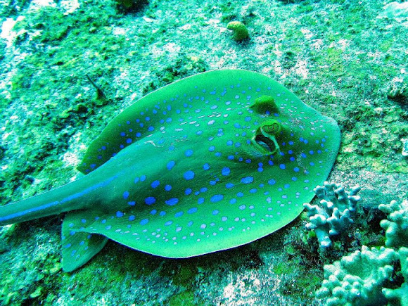 Bluespotted stingray | Project Noah