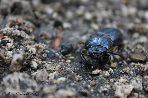 Jerusalem Beetle | Project Noah