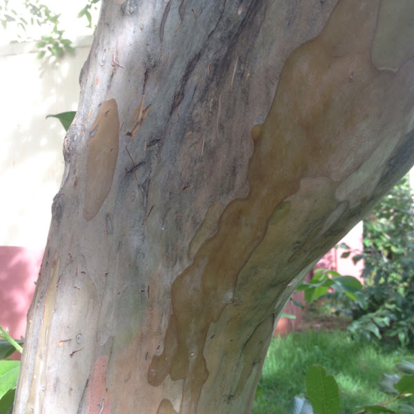 Guava | Project Noah