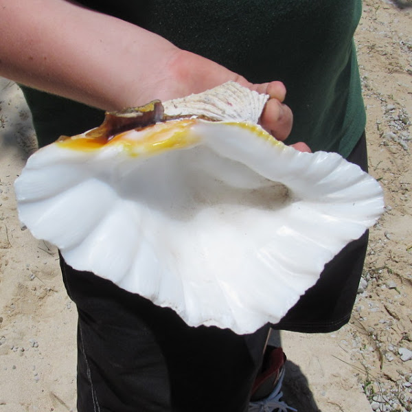 Horseshoe Clam | Project Noah