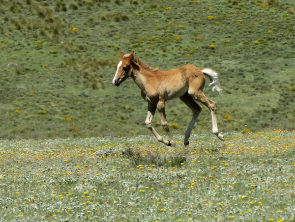 Basuto Pony and Foal | Project Noah