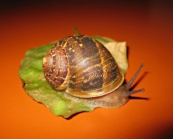 Common Garden Snail | Project Noah