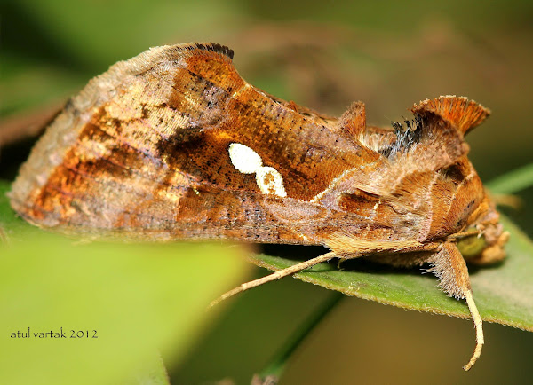 Tomato Semi-looper | Project Noah
