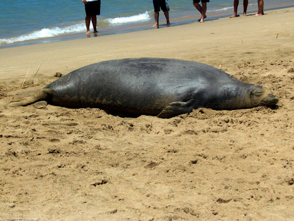 Monk Seal (Endangered) | Project Noah