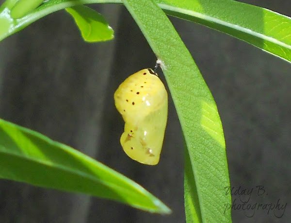 Common Indian Crow | Project Noah