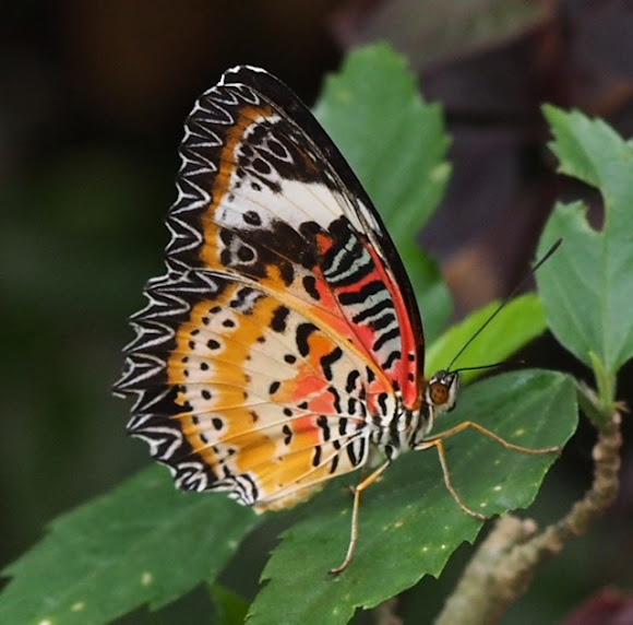 Leopard Lacewing | Project Noah