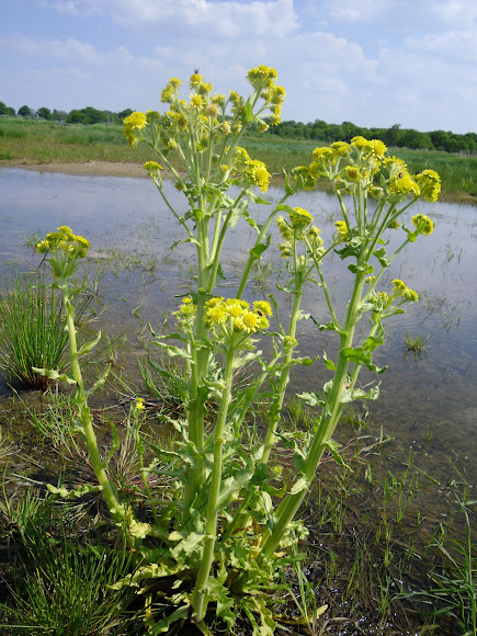 Marsh Ragwort/Moerasandijvie | Project Noah