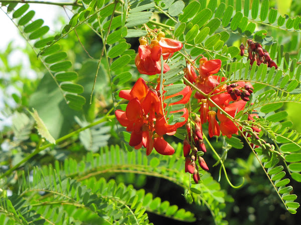 Rattle box tree | Project Noah