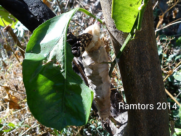 Caterpillar inside cocoon | Project Noah