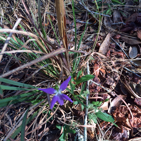 Early Blue Violet | Project Noah