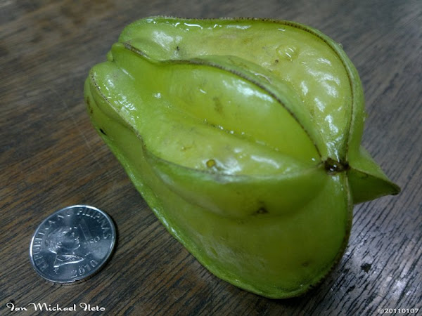 Starfruit, Balimbing | Project Noah