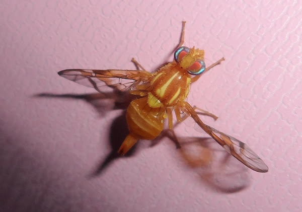 Fruit fly | Project Noah
