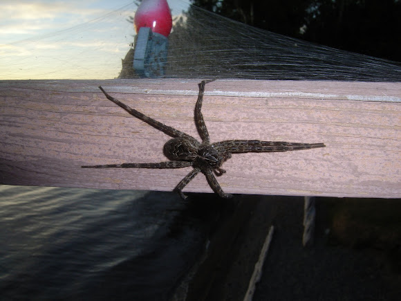 Dark Fishing Spider | Project Noah